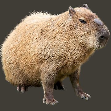 "1st Sad Or Angry Capybara Stickers Package. Funny Capybaras For Every ...