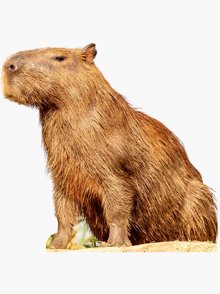 "7th Majestic Snarky Shiny Wet Single Capybara Stickers Package. Funny ...
