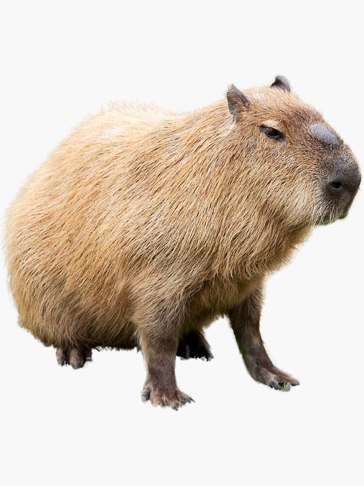 "1st Sad Or Angry Capybara Stickers Package. Funny Capybaras For Every ...
