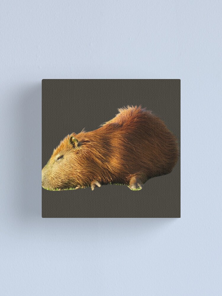 "6th Sad Sleepy Single Capybara Stickers Package. Funny Capybaras For ...