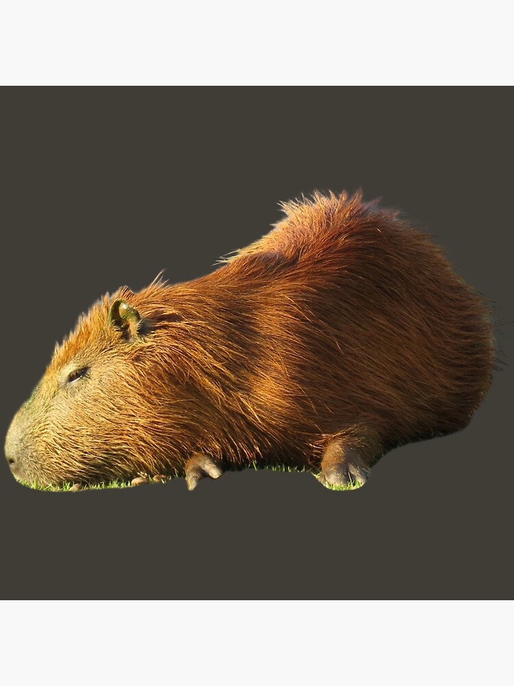 "6th Sad Sleepy Single Capybara Stickers Package. Funny Capybaras For ...