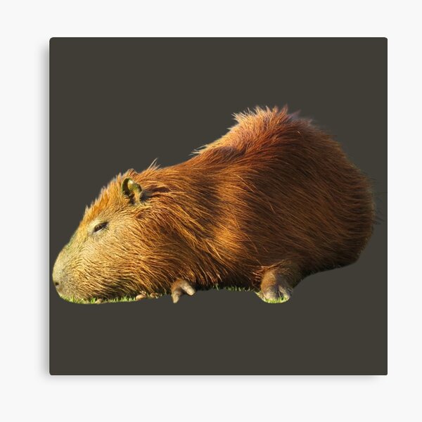 "6th Sad Sleepy Single Capybara Stickers Package. Funny Capybaras For ...