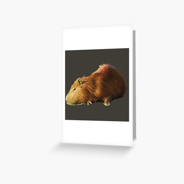 "6th Sad Sleepy Single Capybara Stickers Package. Funny Capybaras For ...