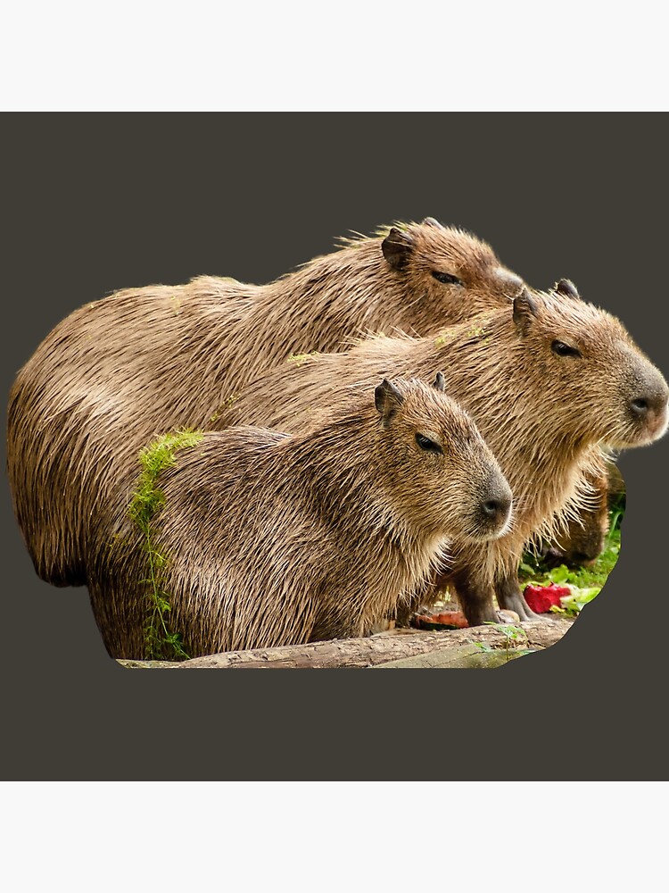 "3rd Sad Or Angry Family Baby Little Capybara Stickers Package. Funny ...