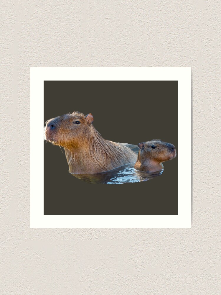 "2nd Swimming Young And Old Majestic Capybara Stickers Package. Funny ...
