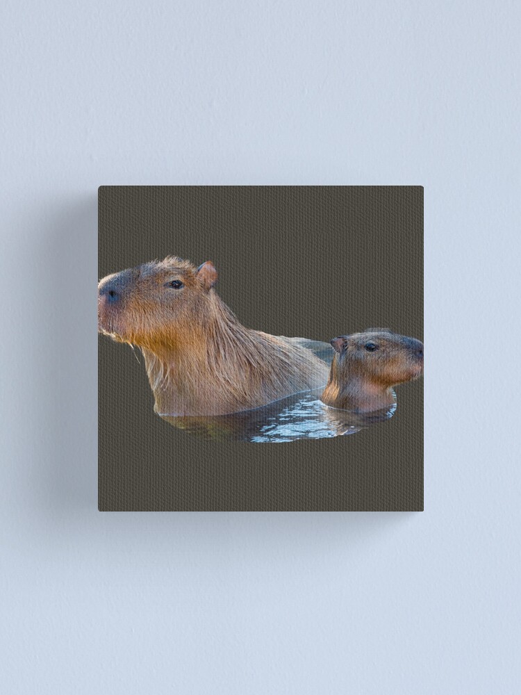 "2nd Swimming Young And Old Majestic Capybara Stickers Package. Funny ...