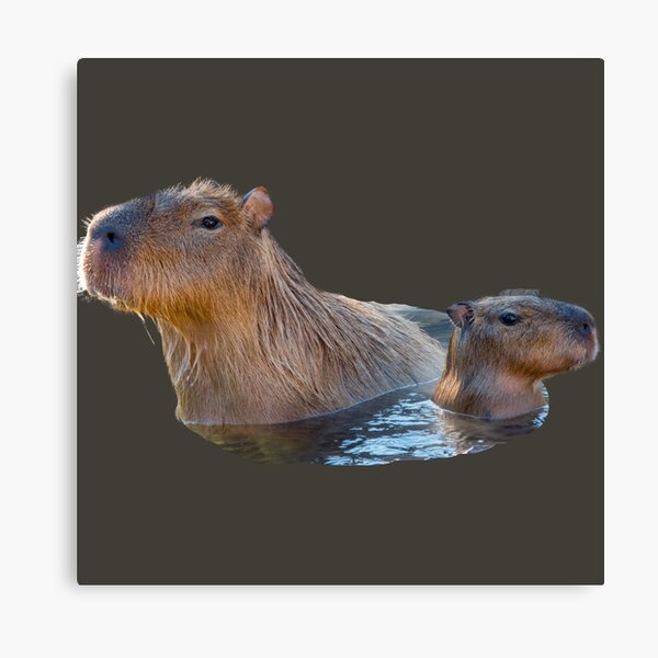 "2nd Swimming Young And Old Majestic Capybara Stickers Package. Funny ...