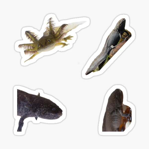 "1st Black Axolotl Stickers Package. Funny, Adorable And Cute Axolotls ...