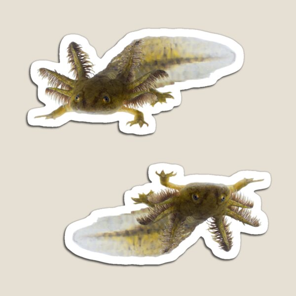 "1st Black Snarky Axolotl Stickers Package. Funny, Adorable And Cute ...