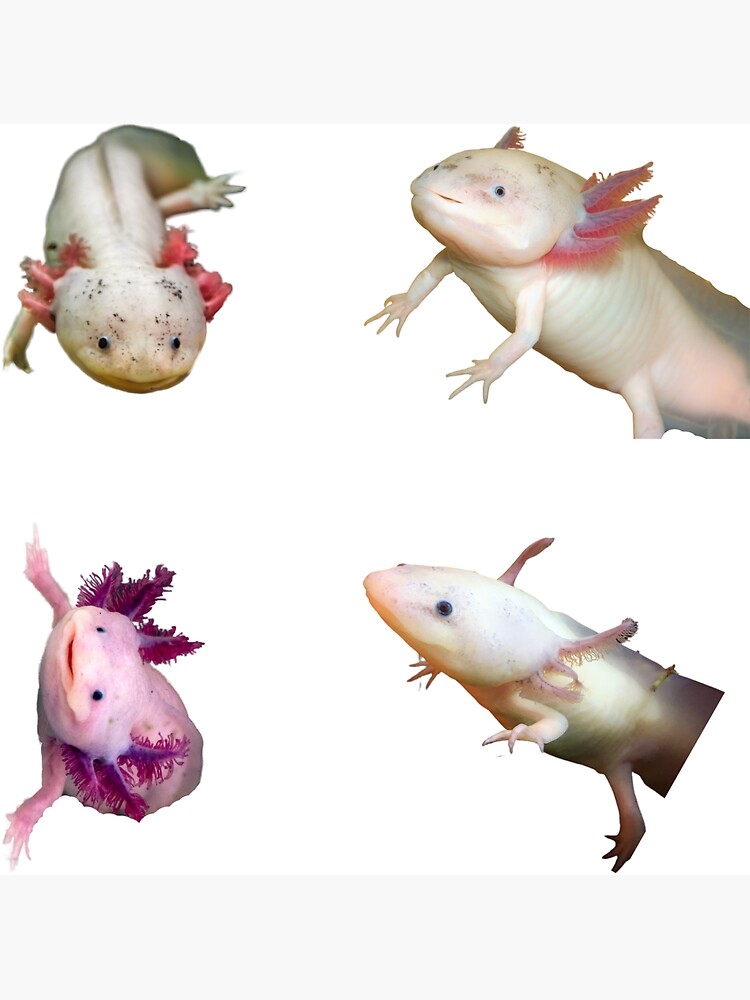 "1st Goofy Axolotl Stickers Package. Funny, Adorable And Cute Axolotls ...