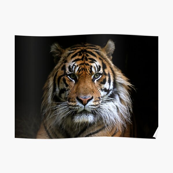 "Sumatran Tiger" Poster by SSmith1066 | Redbubble