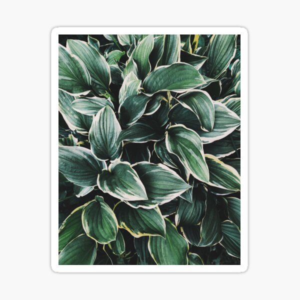 "Emerald Green Hosta Leaves " Sticker for Sale by ViS-Photos | Redbubble