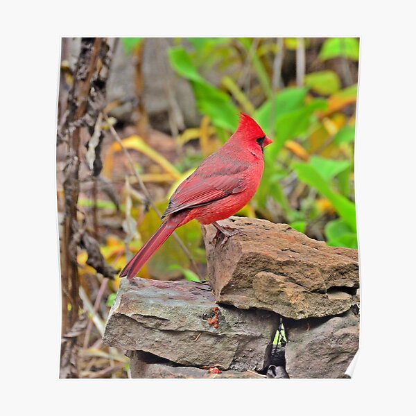 "Cardinal" Poster for Sale by aglimpseoftime | Redbubble