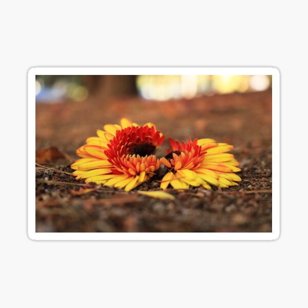 "Split" Sticker for Sale by FranciscaDias | Redbubble