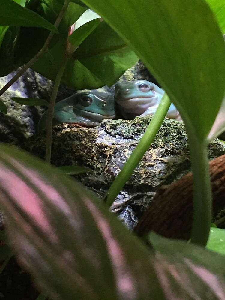 "Cuddling Frogs" Sticker for Sale by Kat-Frog | Redbubble