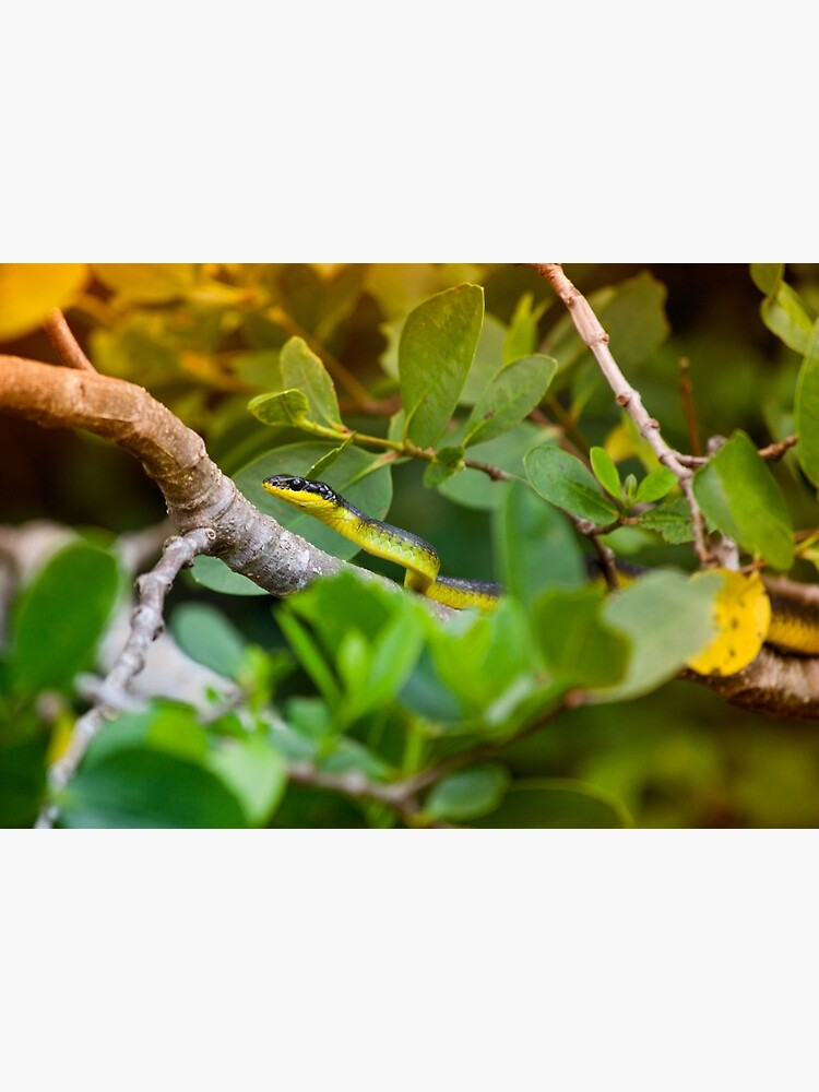 "Common tree snake, Daintree rain forest, Far North Queensland" Art ...