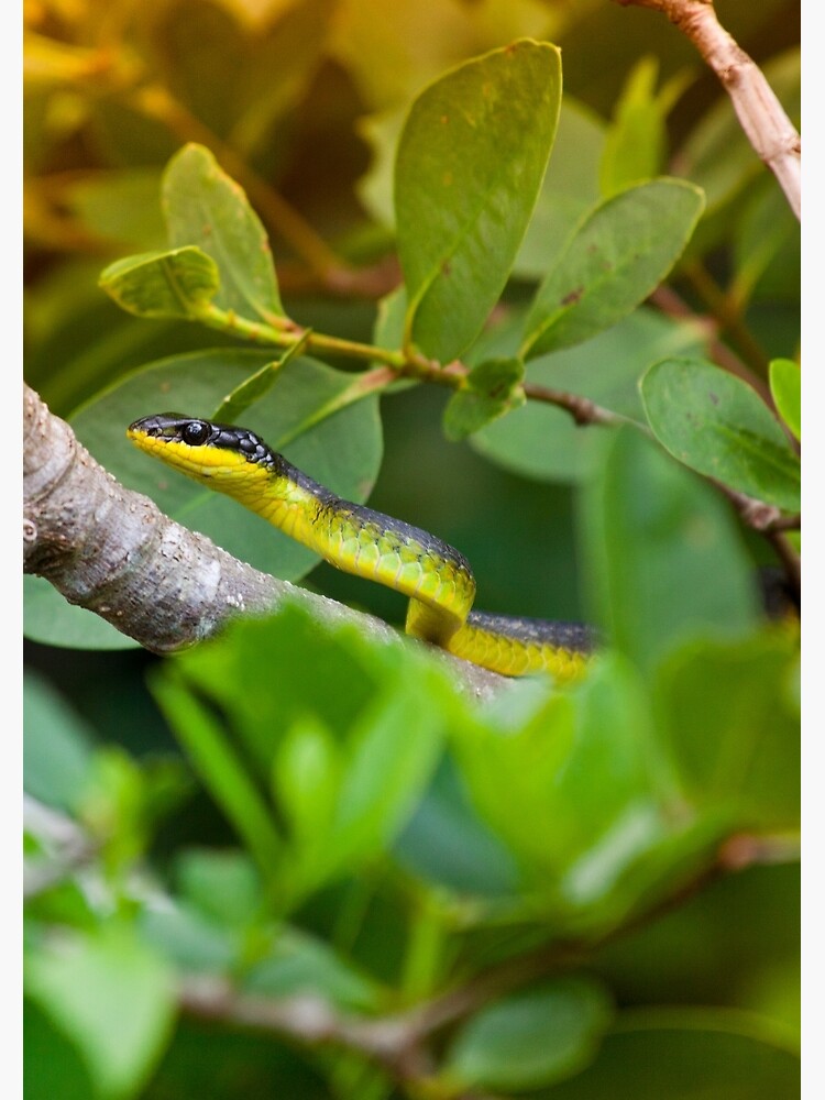 "Common tree snake, Daintree rain forest, Far North Queensland" Spiral ...