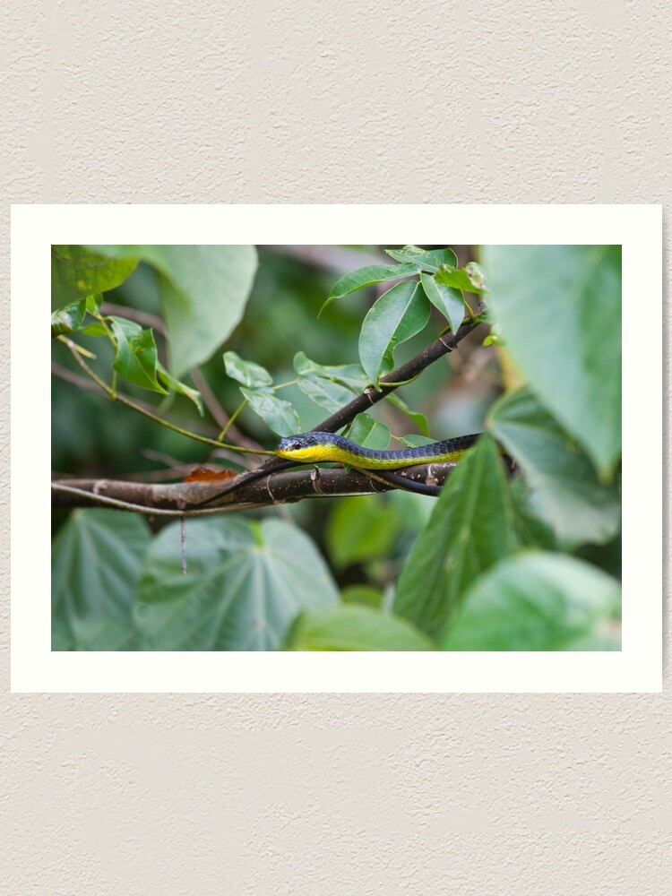 "Common tree snake, Daintree rain forest, Far North Queensland" Art ...