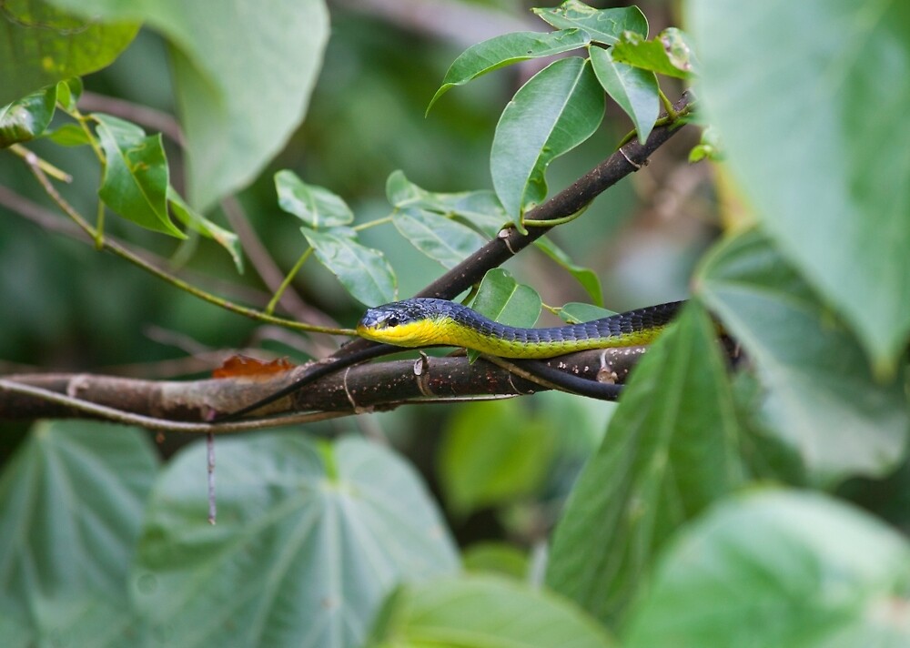 "Common tree snake, Daintree rain forest, Far North Queensland" by Marc ...
