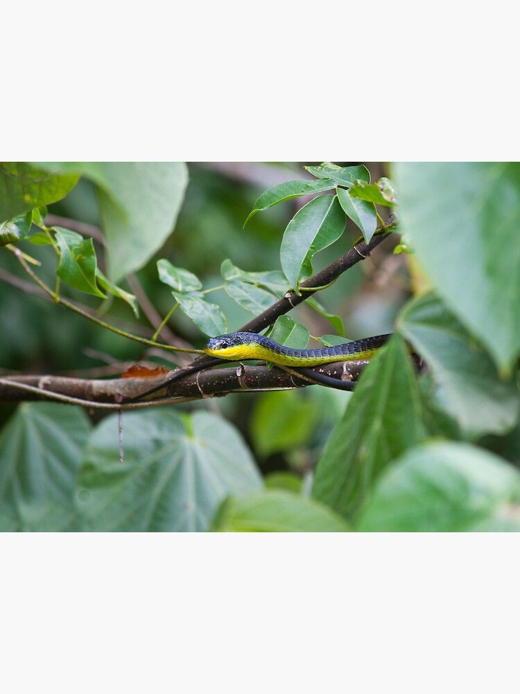 "Common tree snake, Daintree rain forest, Far North Queensland" Art ...