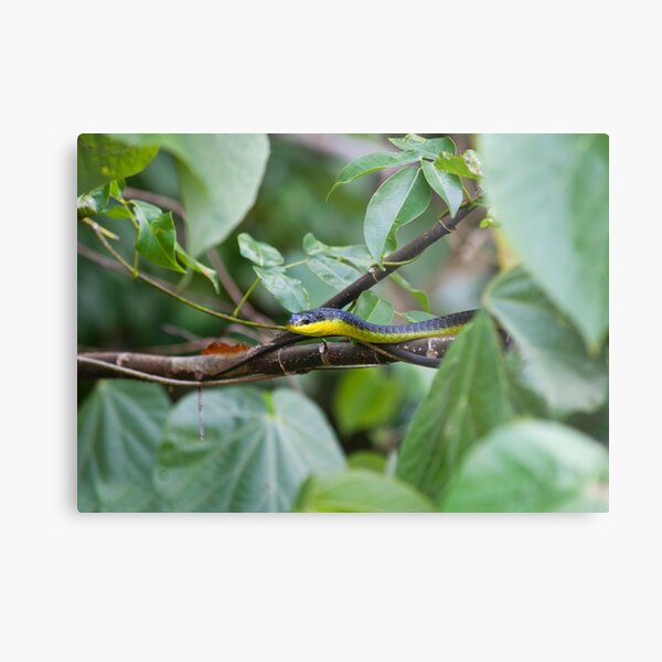 "Common tree snake, Daintree rain forest, Far North Queensland" Metal ...