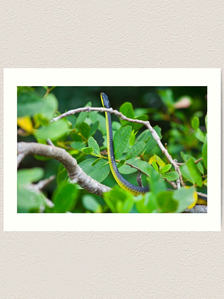 "Common tree snake, Daintree rain forest, Far North Queensland" Art ...