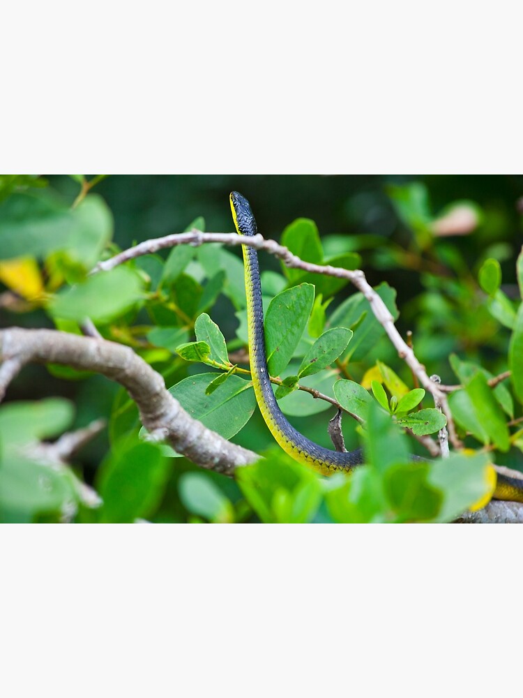 "Common tree snake, Daintree rain forest, Far North Queensland" Art ...