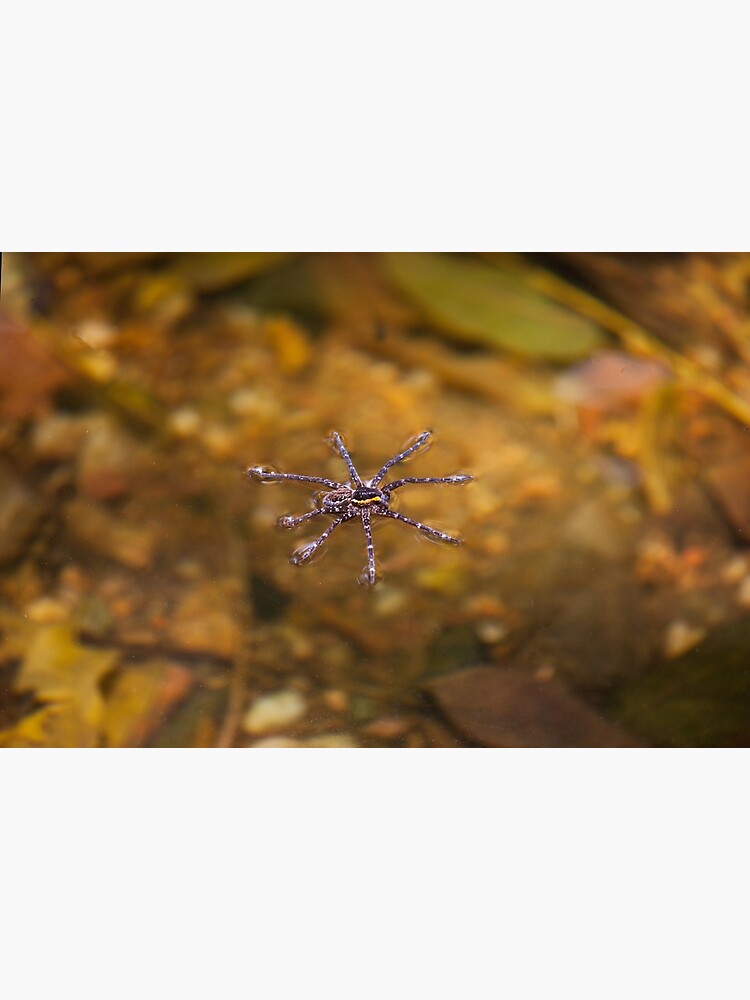 "Daintree rain forest , water spider" Poster by Westozbymarc | Redbubble