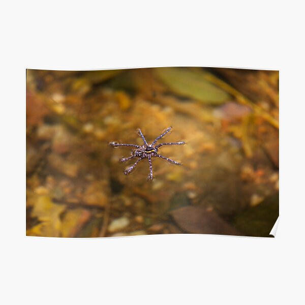 "Daintree rain forest , water spider" Poster by Westozbymarc | Redbubble