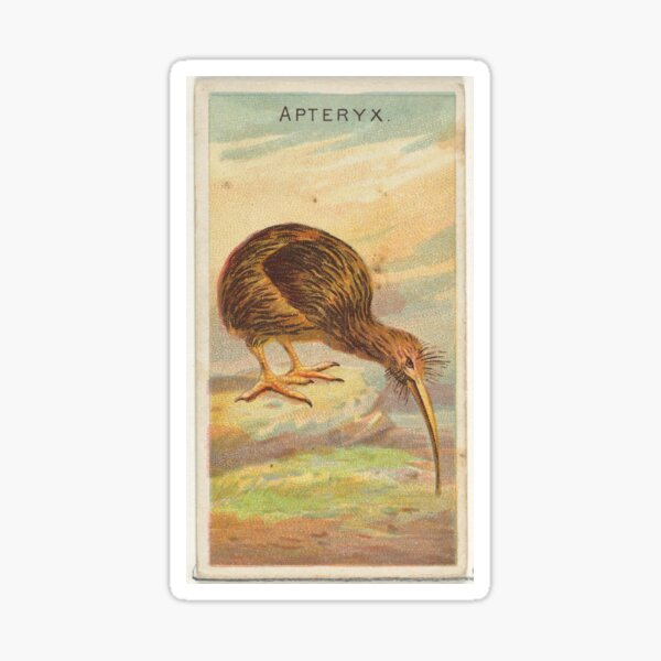 "Vintage Illustration Tropical Bird | Apteryx" Sticker for Sale by ...