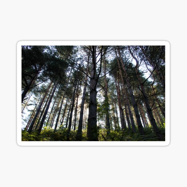 "Coniferous forest canopy" Sticker for Sale by mahirov | Redbubble