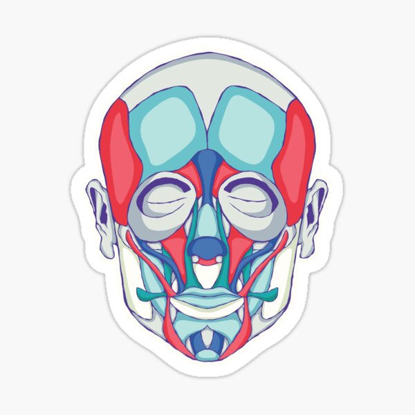 "Human Face Anatomy - Muscles" Sticker by Whimsytrickles | Redbubble