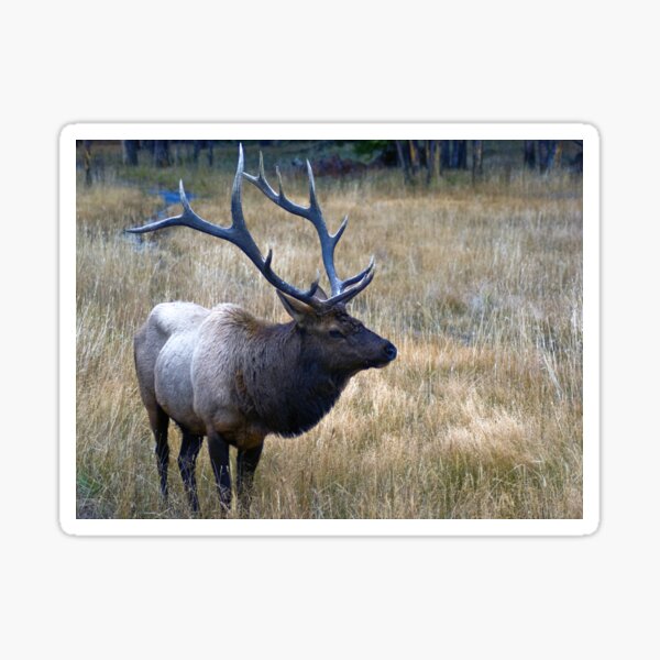 "Bull Elk" Sticker for Sale by briankphoto | Redbubble