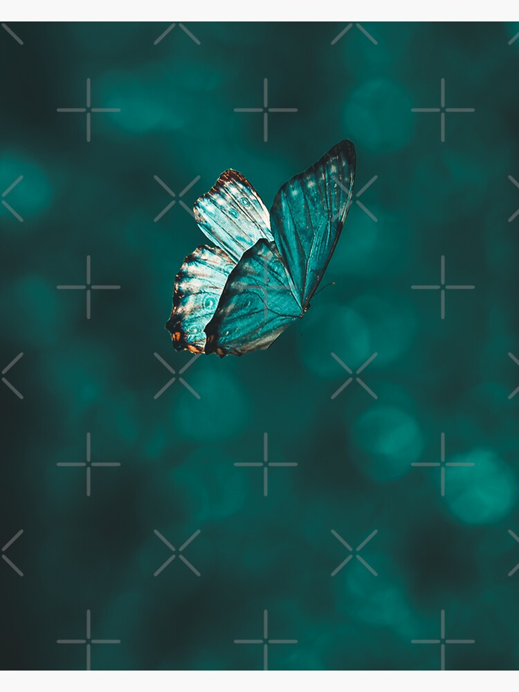 "Teal butterfly" Sticker for Sale by Seoul26 | Redbubble