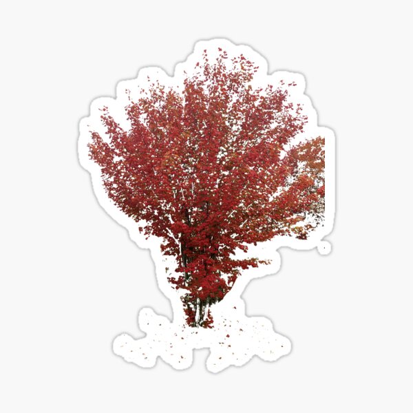 "Autumn colors/Fall colors/Maple tree" Sticker for Sale by VeenaNair23 ...