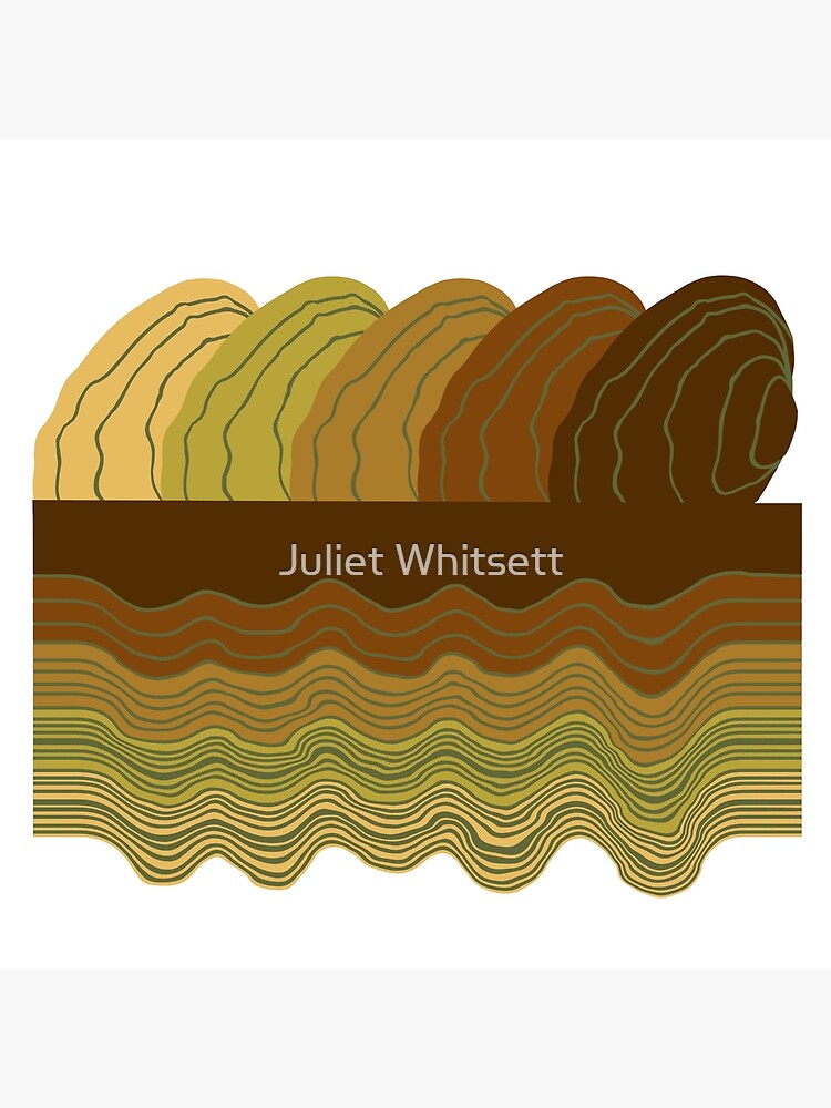 "Texas Pimpleback (Quadrula petrina)- Texas Threatened Aquatic ...