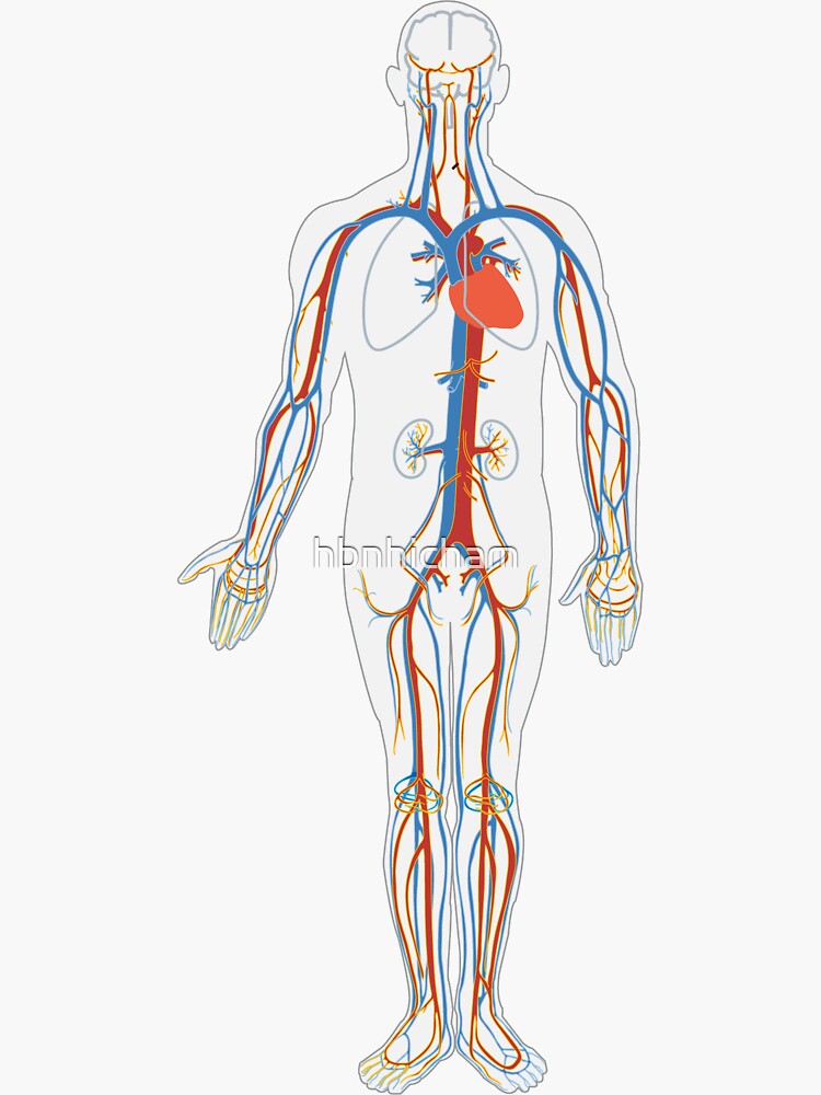 "Human Circulatory system" Sticker for Sale by hbnhicham | Redbubble