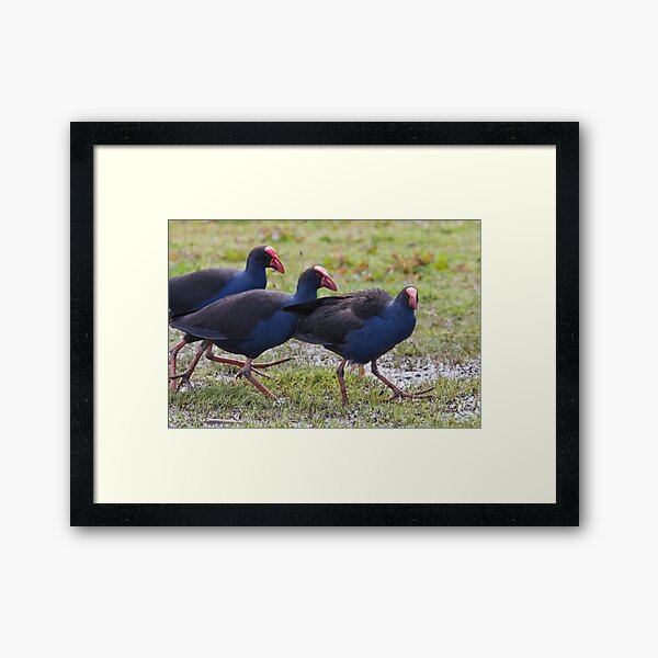 Pukeko Wall Art | Redbubble