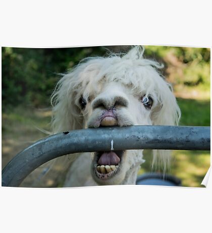 Lama: Posters | Redbubble