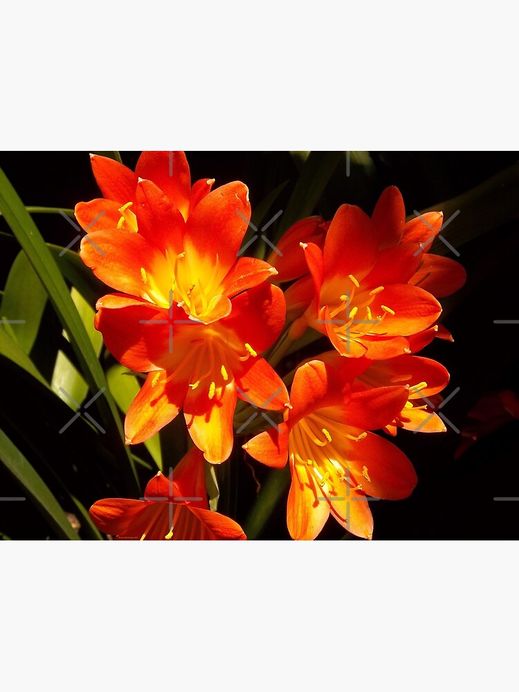 "Clivias in Bloom" Poster for Sale by gbbarabas | Redbubble