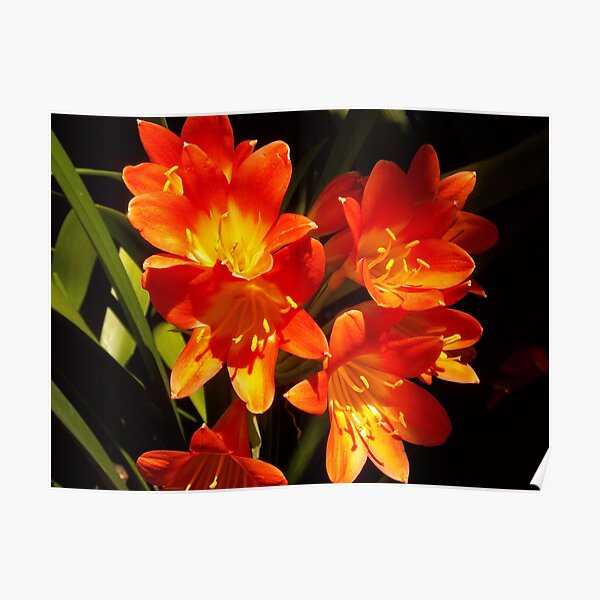 "Clivias in Bloom" Poster for Sale by gbbarabas | Redbubble