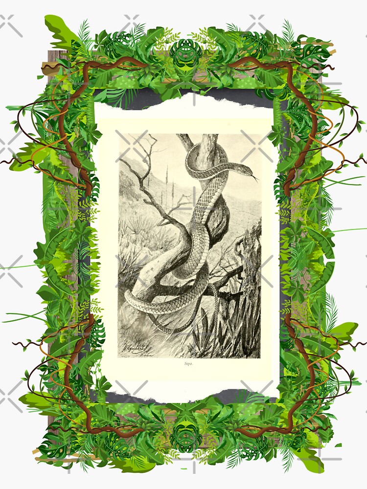 "Zoological board Sipo snake - Zoological designs and zoology boards ...