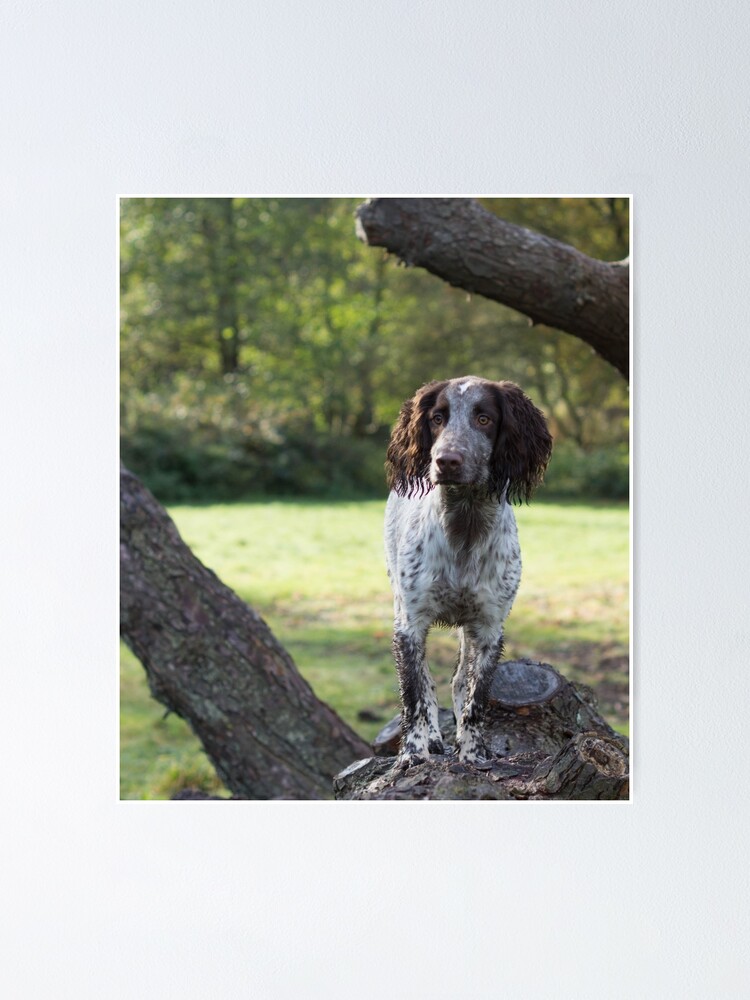"springer spaniel" Poster by bladeuktm | Redbubble
