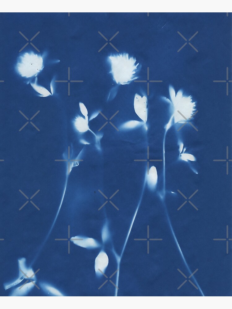 "Cyanotype Pink Clover" Poster for Sale by LymphomaLass | Redbubble