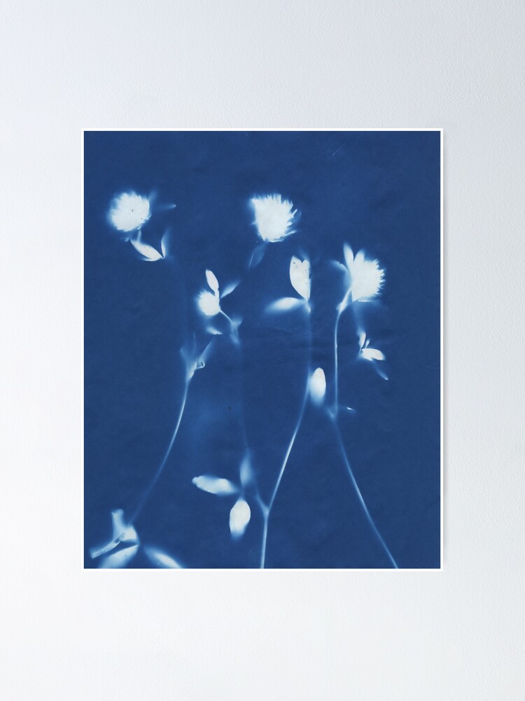 "Cyanotype Pink Clover" Poster for Sale by LymphomaLass | Redbubble