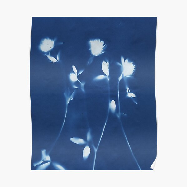 "Cyanotype Pink Clover" Poster for Sale by LymphomaLass | Redbubble