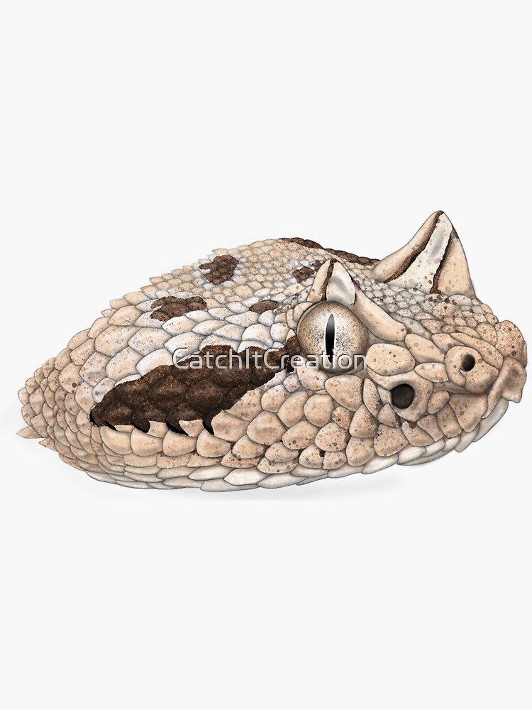 "Sidewinder Face" Sticker by CatchItCreation | Redbubble
