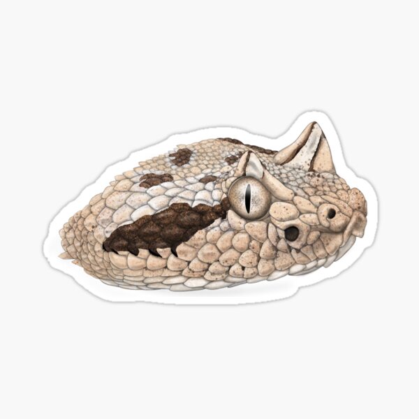"Sidewinder Face" Sticker by CatchItCreation | Redbubble