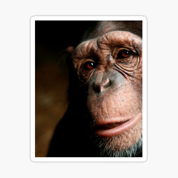 "Pondering Chimpanzee" Sticker for Sale by Lynfa-Designs | Redbubble