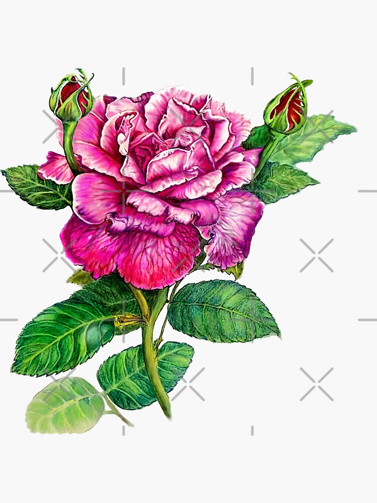 "Pink Rose & buds" Sticker for Sale by Lalita-Designs | Redbubble